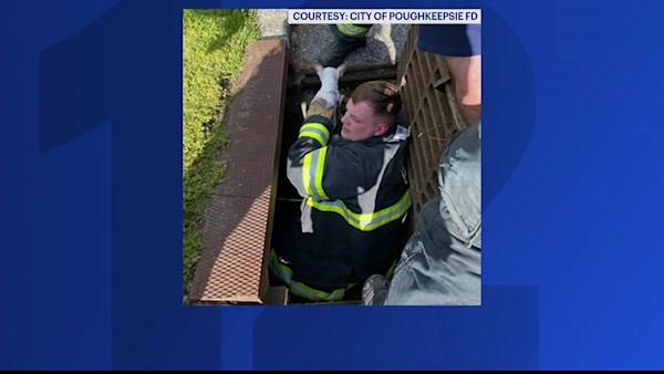 Firefighter rescues 16-year-old blind Chihuahua from storm drain