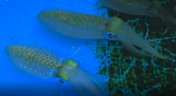 What’s Hot: Squid change color to camouflage themselves