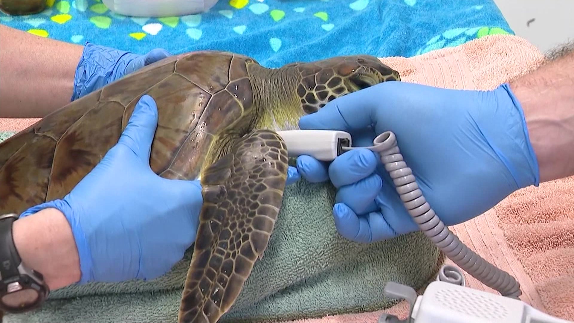 New Jersey organization rescues sea turtles that have failed to migrate ...