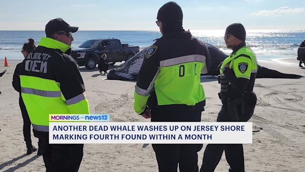 Environmental groups call attention to spike in whale deaths; looking ...