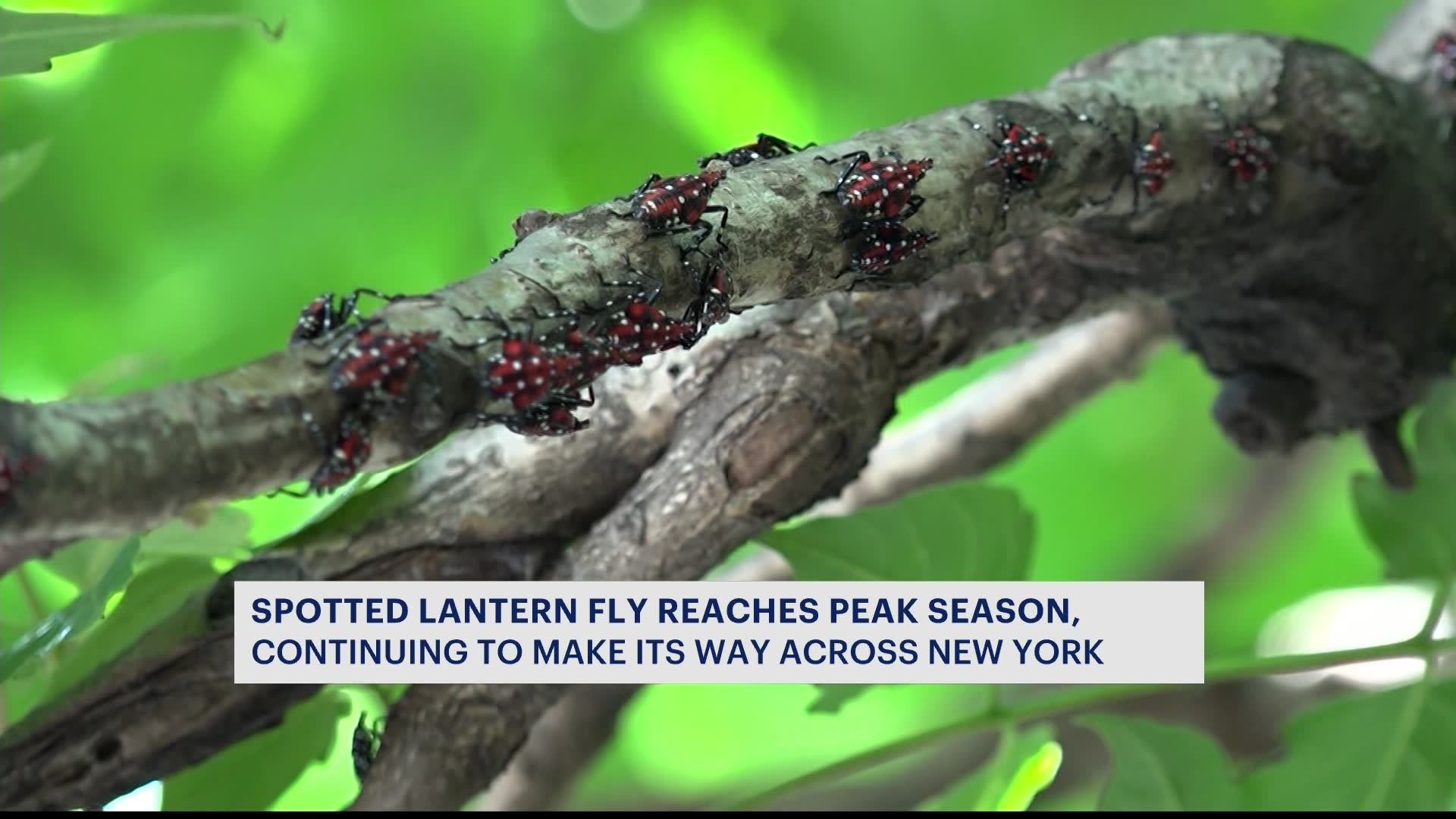 Experts teach NYC residents how to deal with growing lanternfly problem