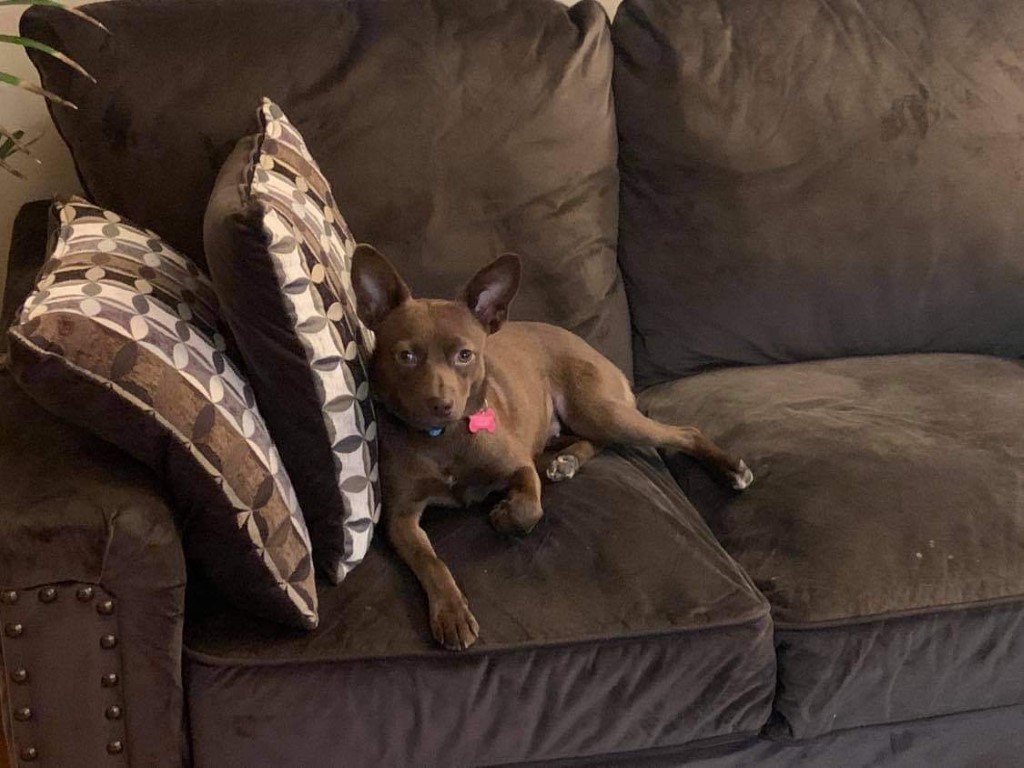 Paws & Pals: Pets up for adoption at Ruff House Rescue on Feb. 5