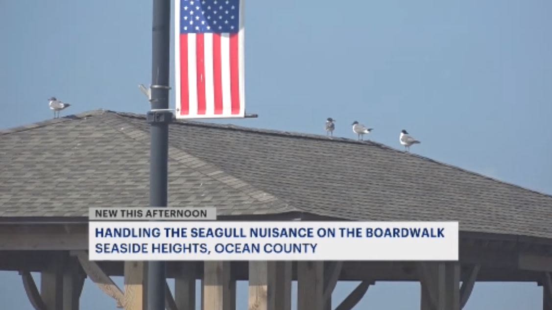 Seaside Heights looks to tame aggressive seagulls on the boardwalk