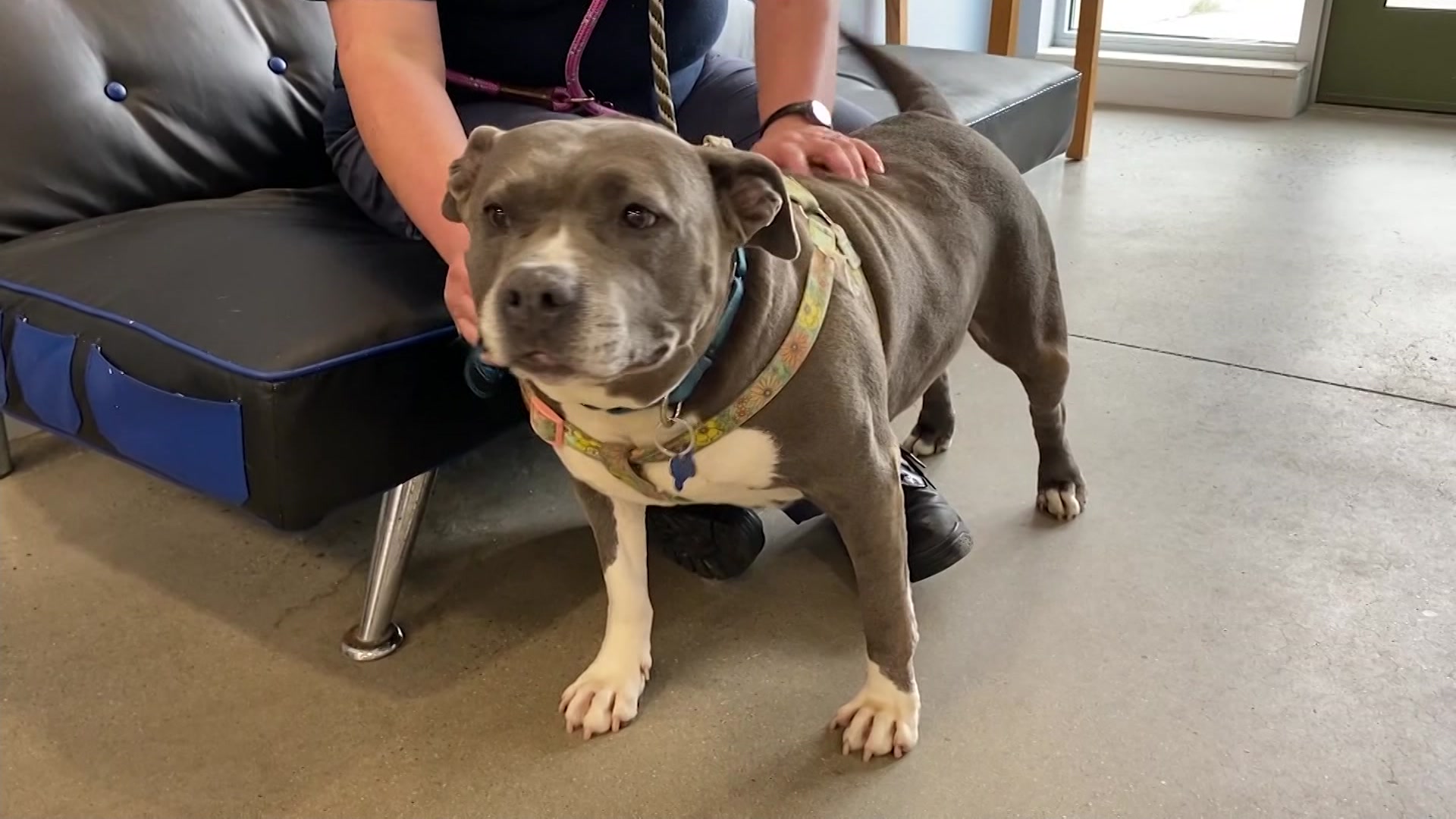 Rising inflation is causing some pet owners to surrender their animals ...