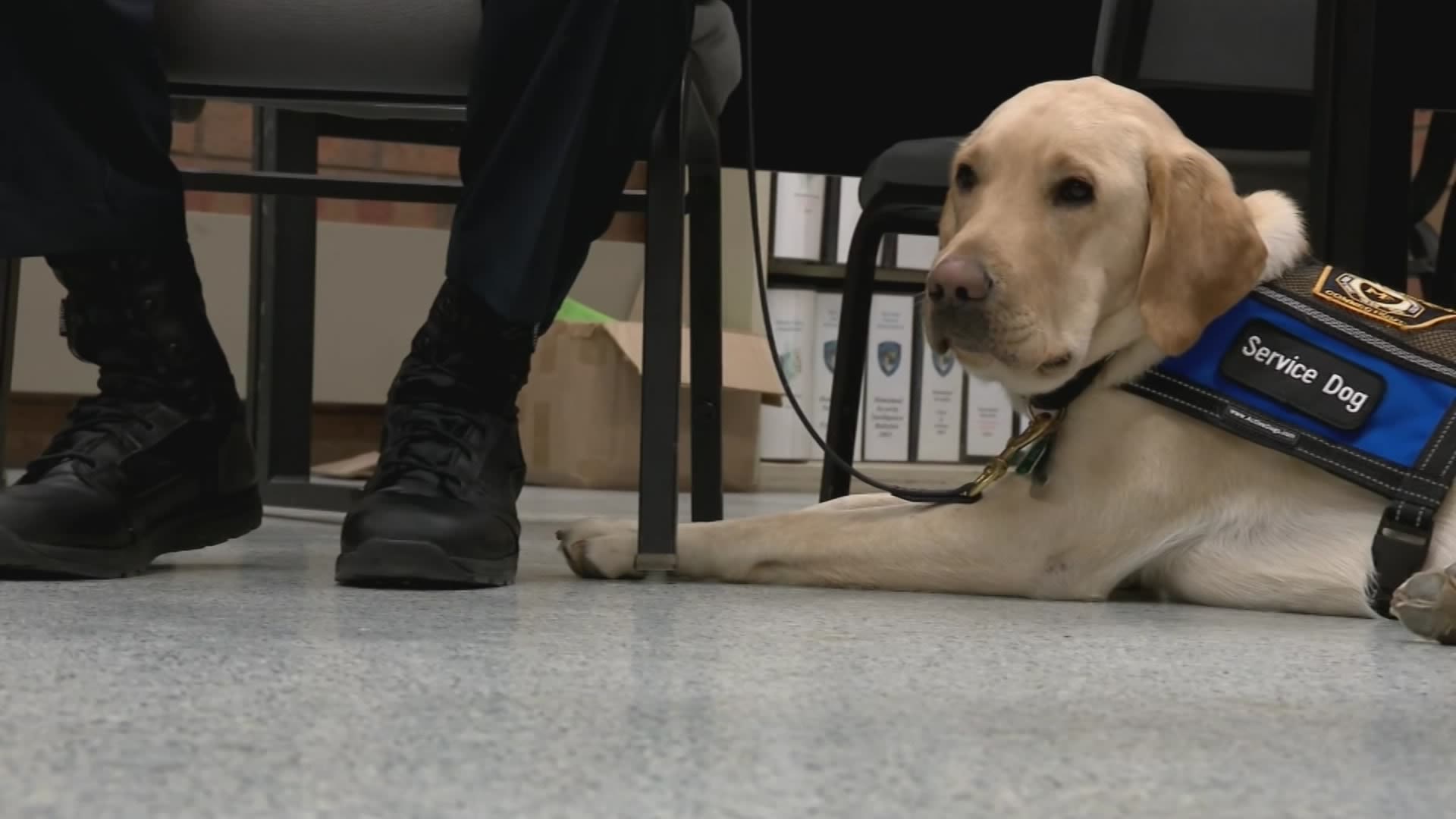 Milford police welcome new K-9 service, therapy dog