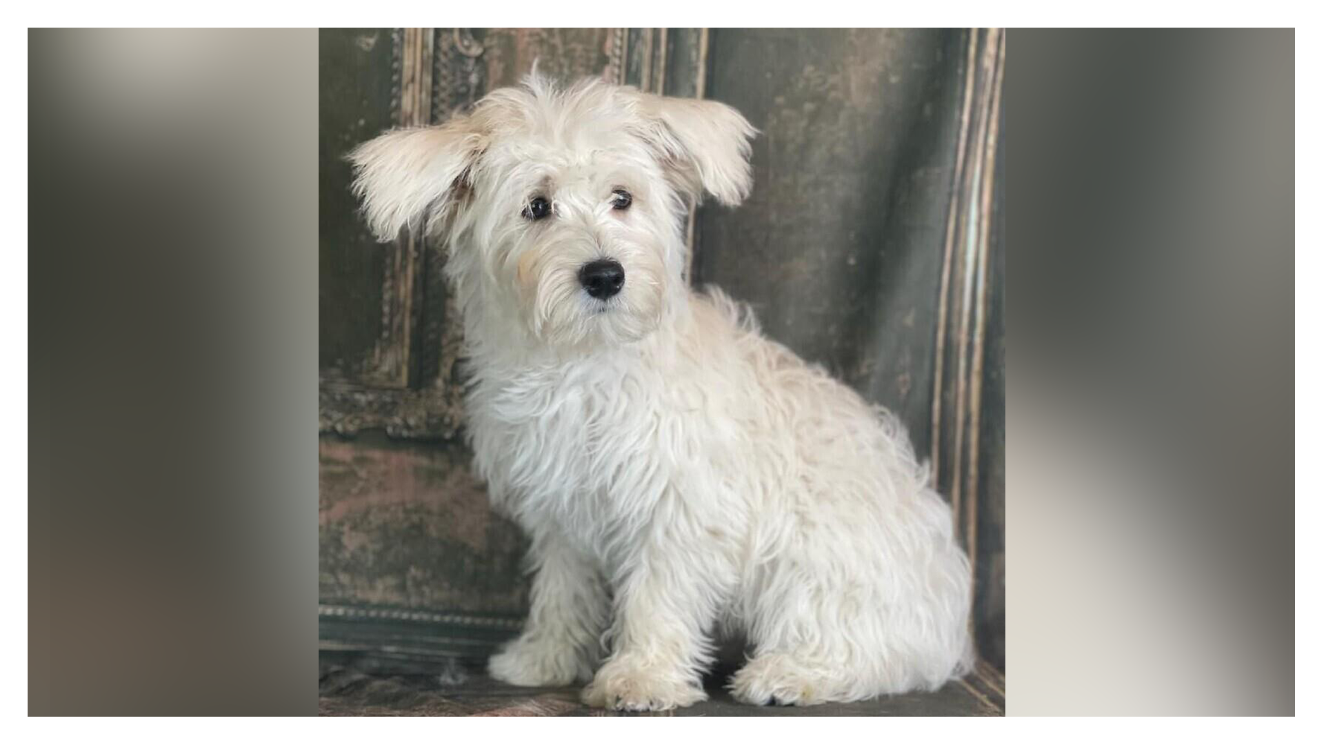 Paws & Pals: Dogs up for adoption at Paws of War