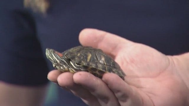 Paws & Pals: Turtles and tortoises