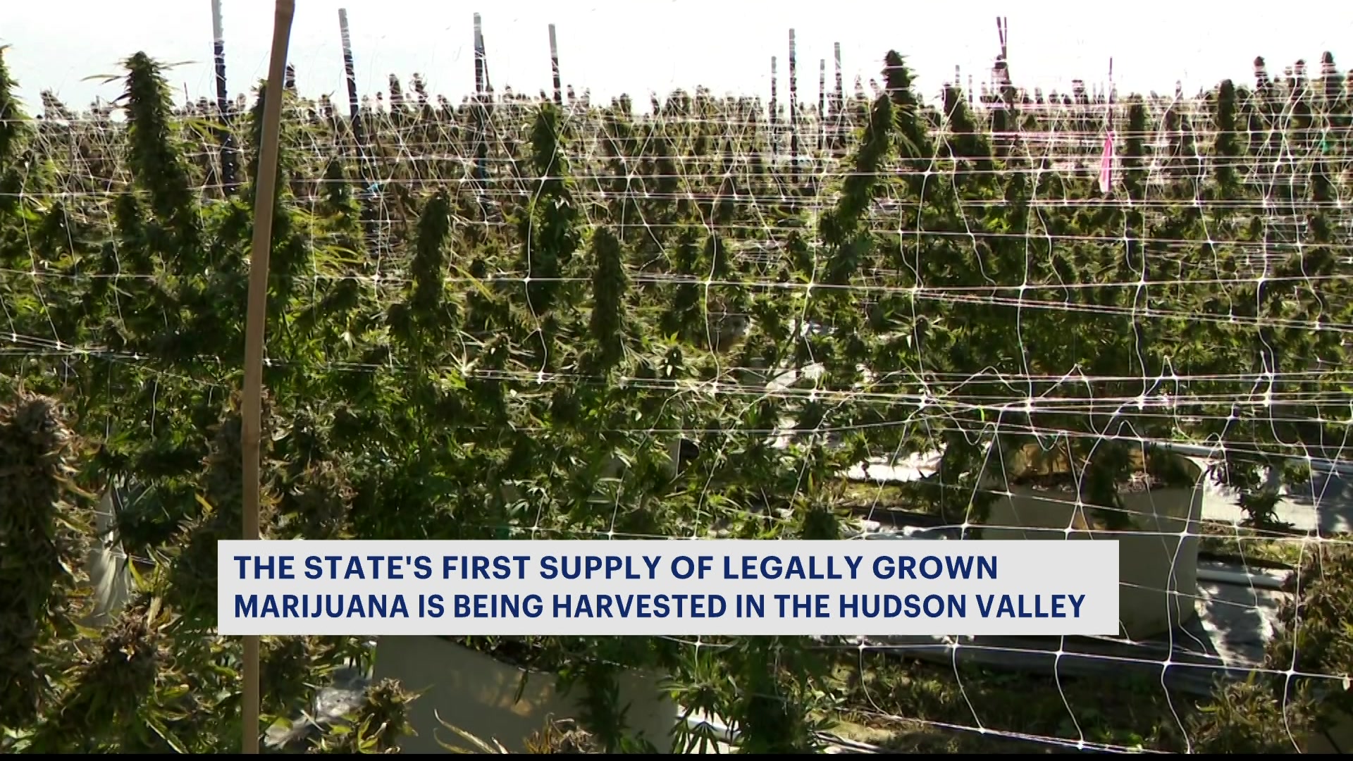 NY’s first supply of legally grown marijuana is being harvested in the ...