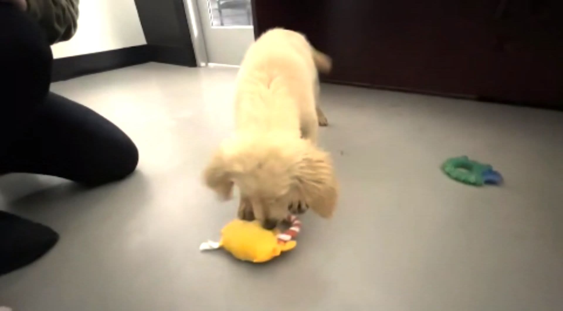 Paws of War rescues 14 dogs from Alabama puppy mill, bring them to Long ...