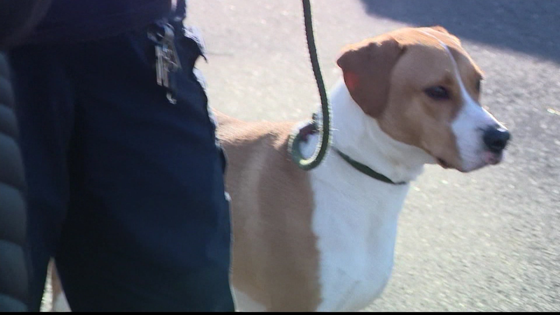 Animal shelters becoming overrun as pandemic pets are being brought back