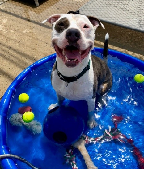 Paws & Pals: Dogs up for adoption at Posh Pets Rescue on May 14