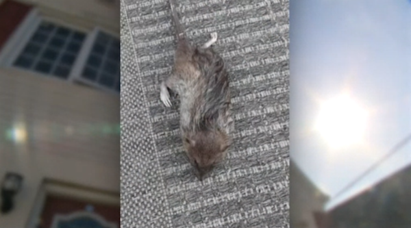 Floral Park homeowners call on village and LIRR to address rat infestation