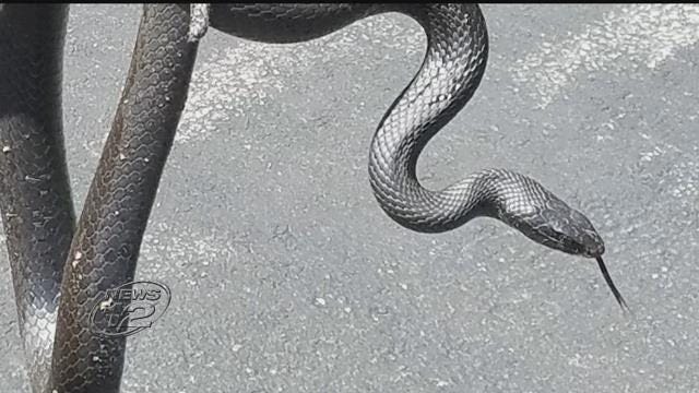 SPCA removes 6-foot snake from Medford garage
