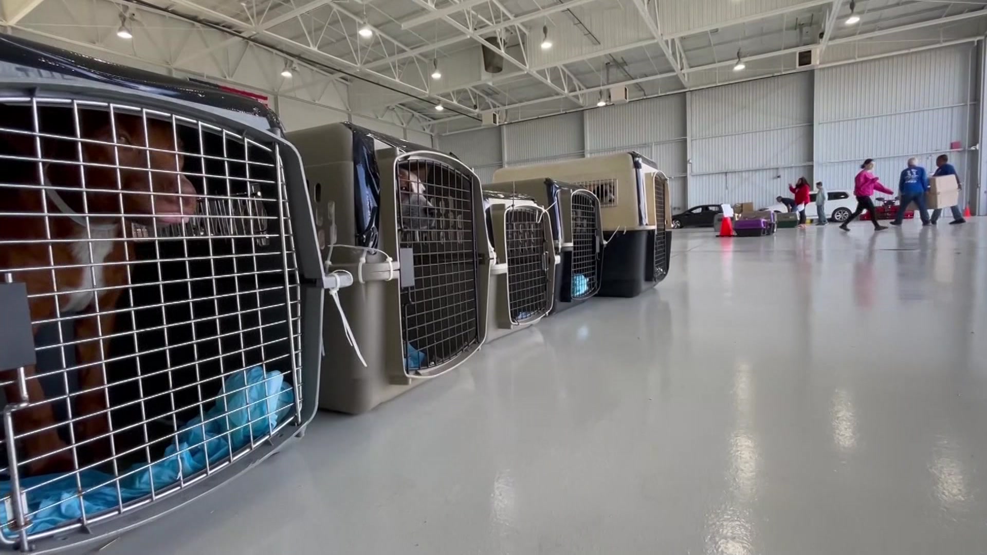 Stray dogs and cats from Puerto Rico arrive in New Jersey after ...