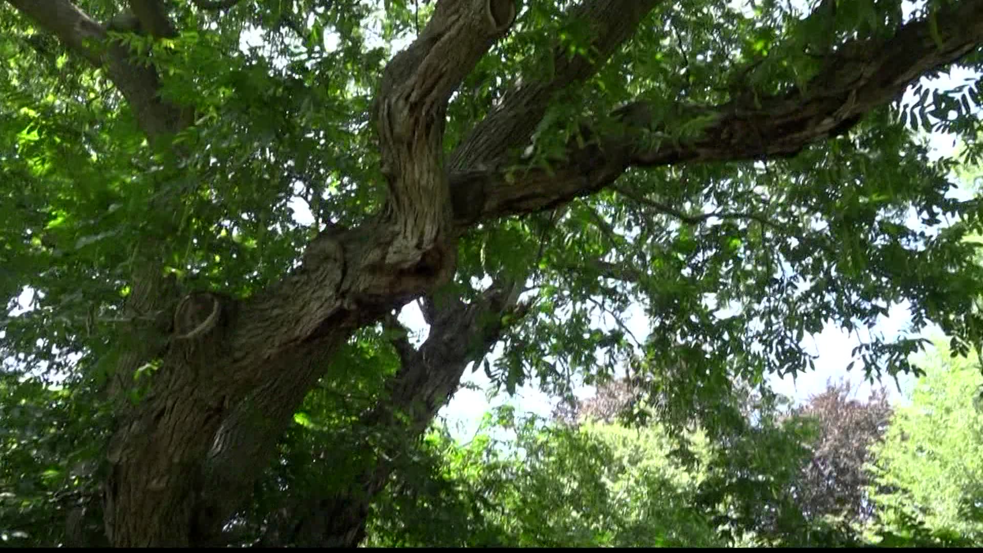 ‘The trees do so much’: New Brooklyn Botanic Garden exhibit highlights ...