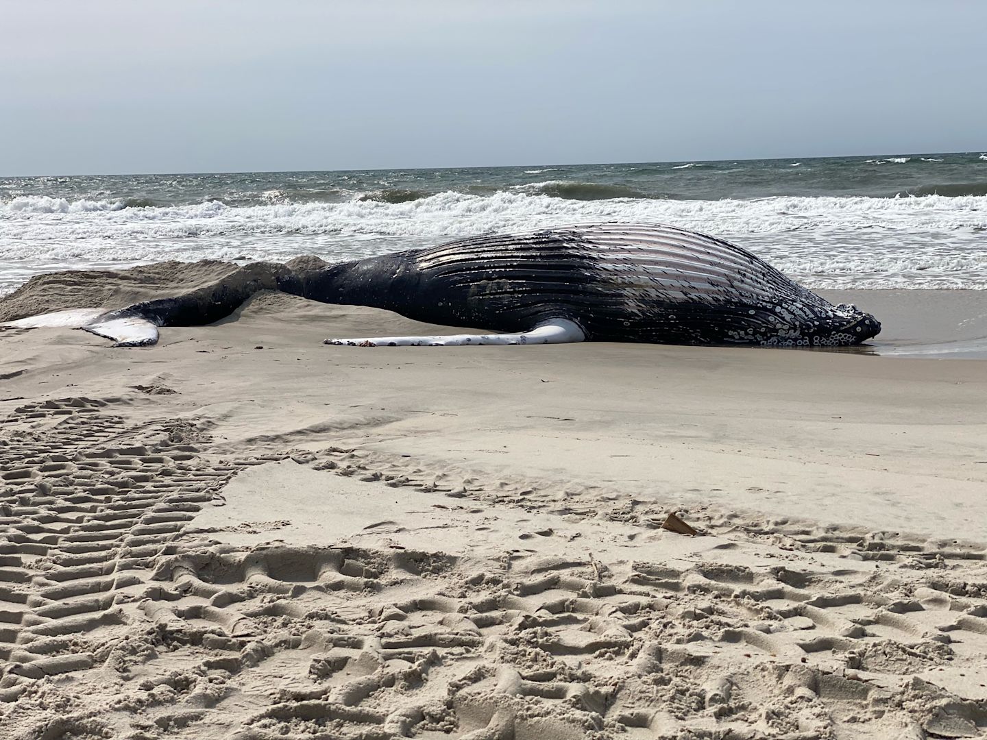 Humpback whale washes ashore at Robert Moses State Park