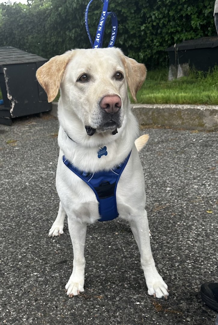 Paws & Pals: These 5 dogs are available for adoption with Paws of War