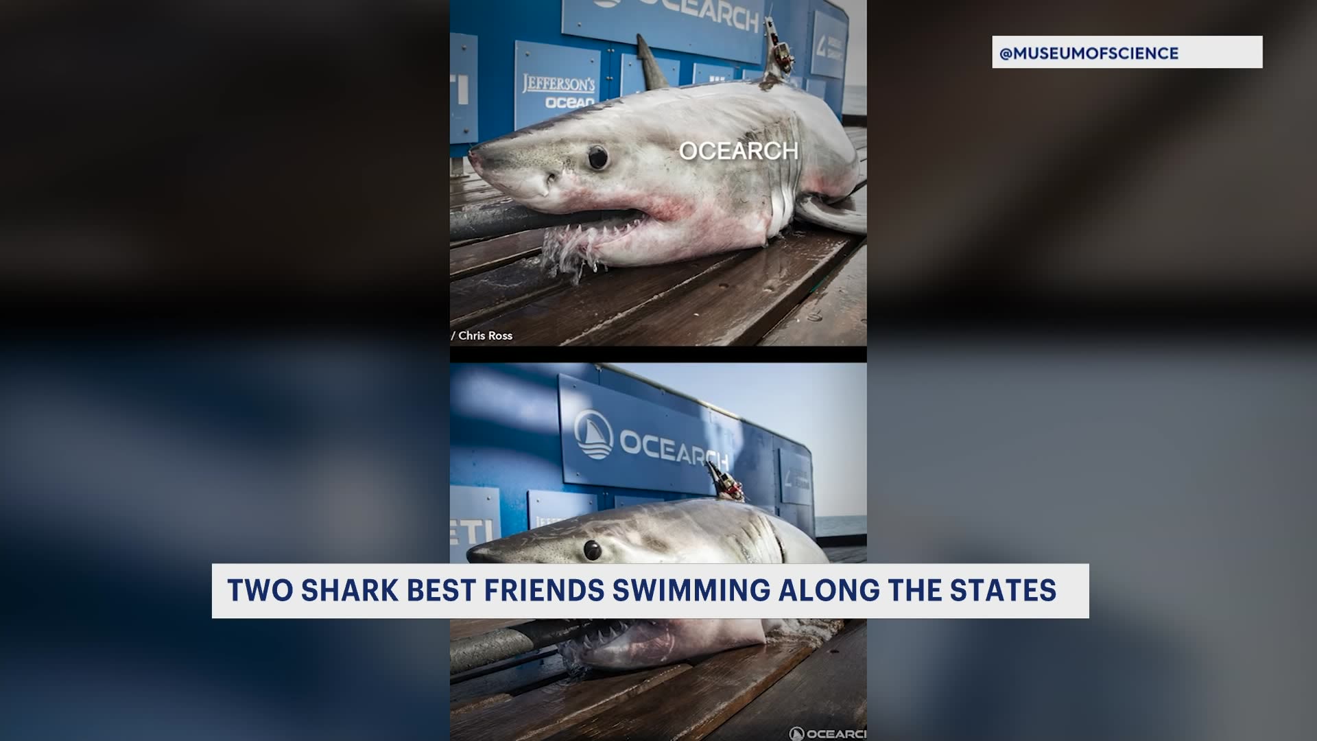 Shark buddies: Pair of sharks tracked swimming along East Coast