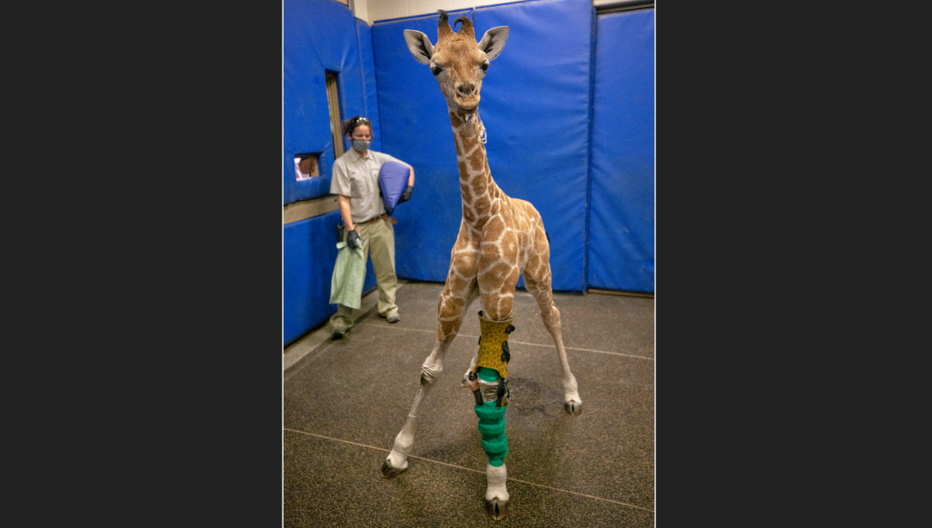 What's Hot!: Baby giraffe born with leg disorder beats the odds to live ...
