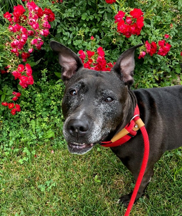 Paws & Pals: Dogs up for adoption at Posh Pets Rescue on July 30