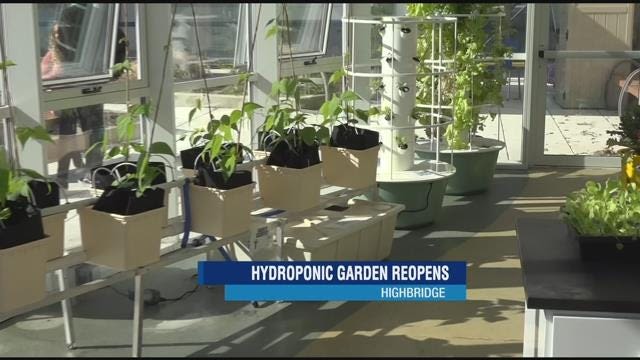 Hydroponic greenhouse classroom reopens at Highbridge Green School