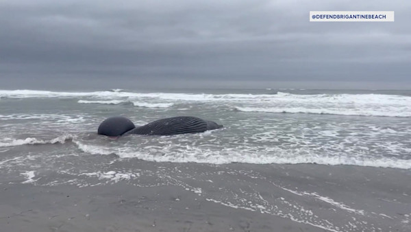 Gov. Murphy: No pause in wind farm prep after 7th dead whale