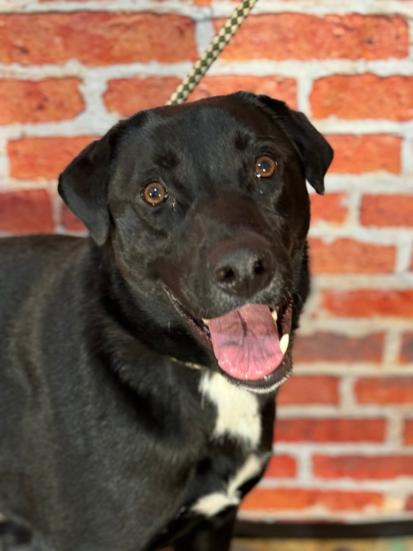 Paws & Pals: Dogs up for adoption now at Kent Animal Shelter