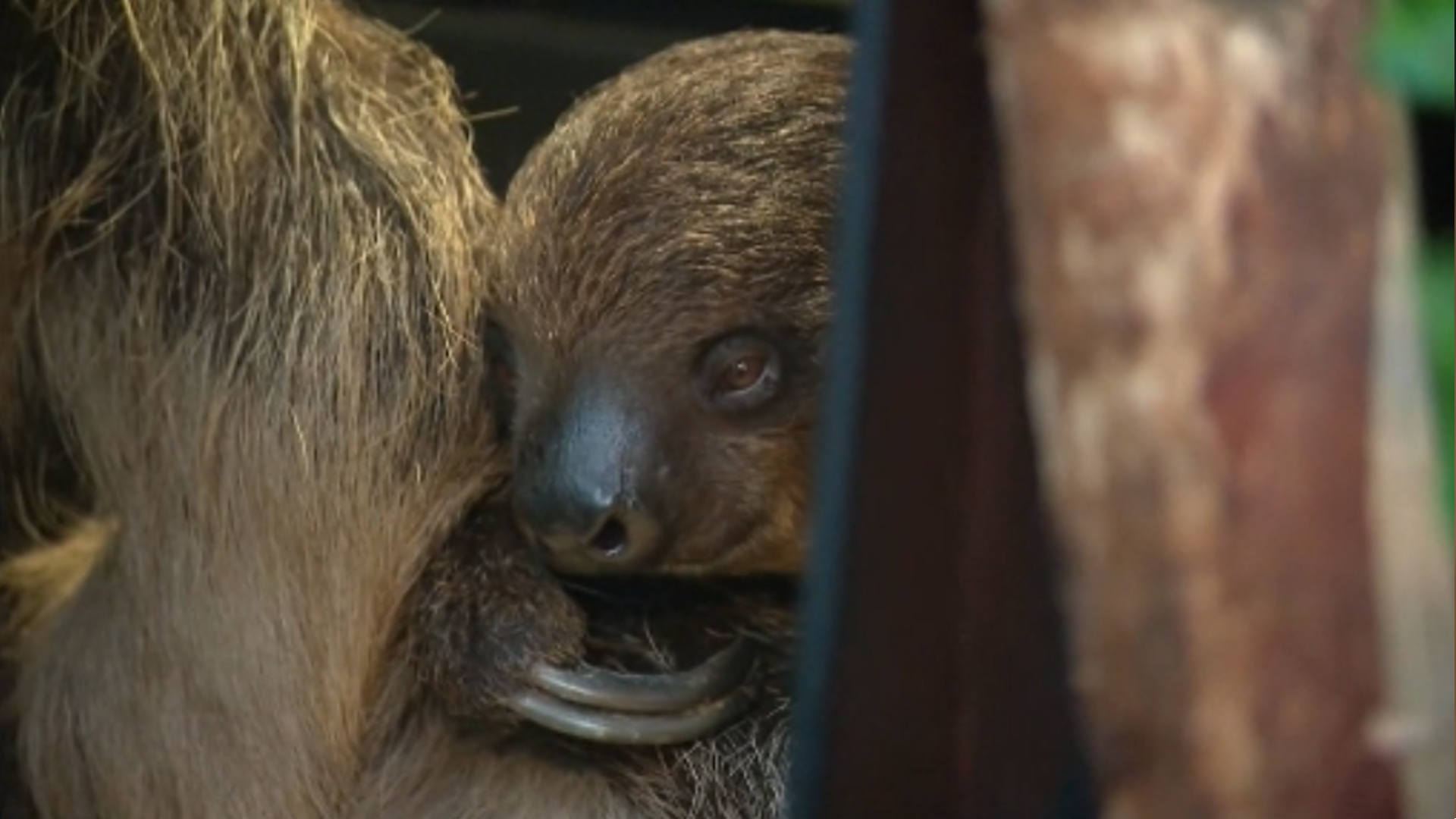 Judge orders Sloth Encounters to temporarily shut down