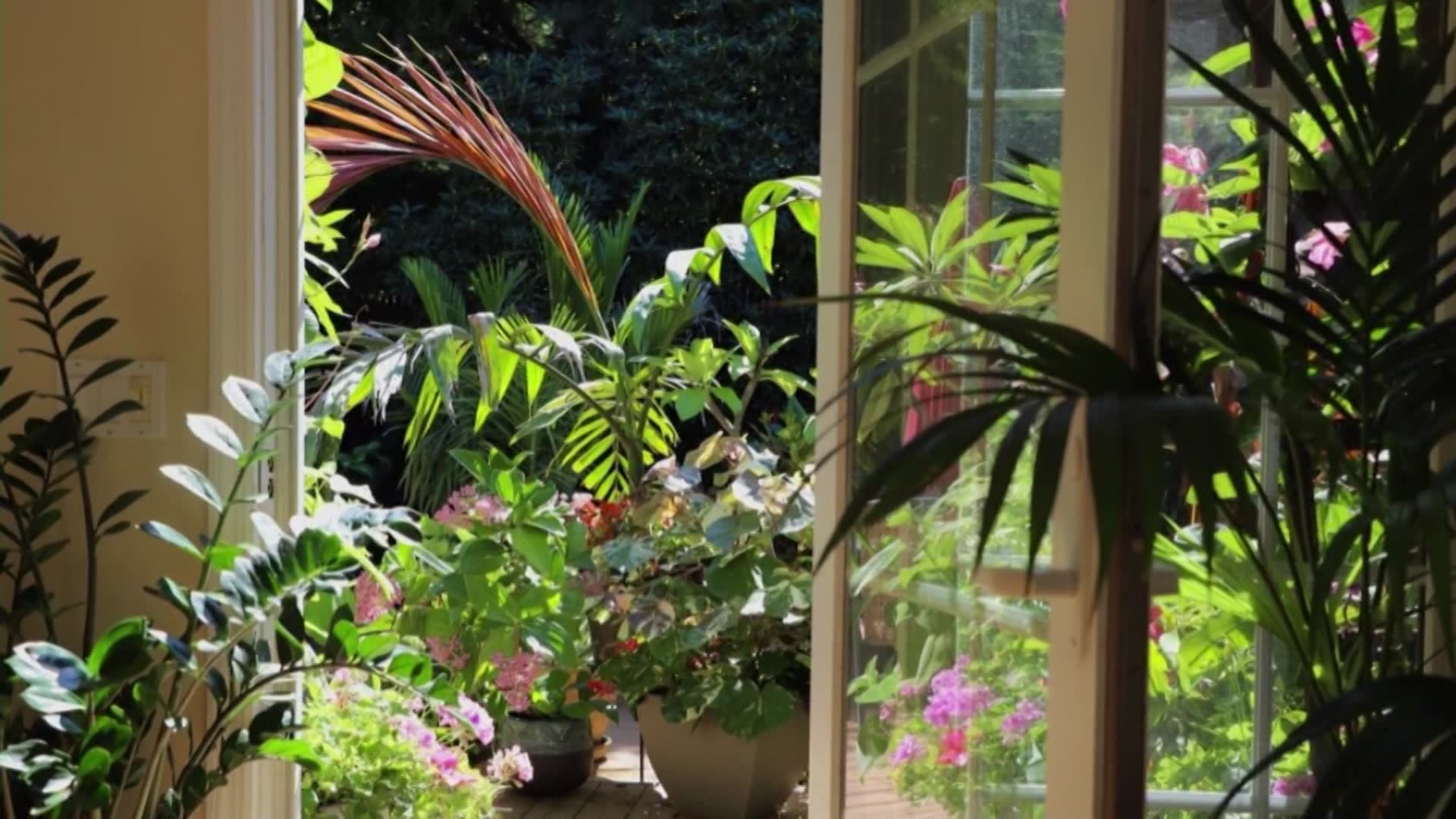 Garden Guide: Houseplants can make great patio plants