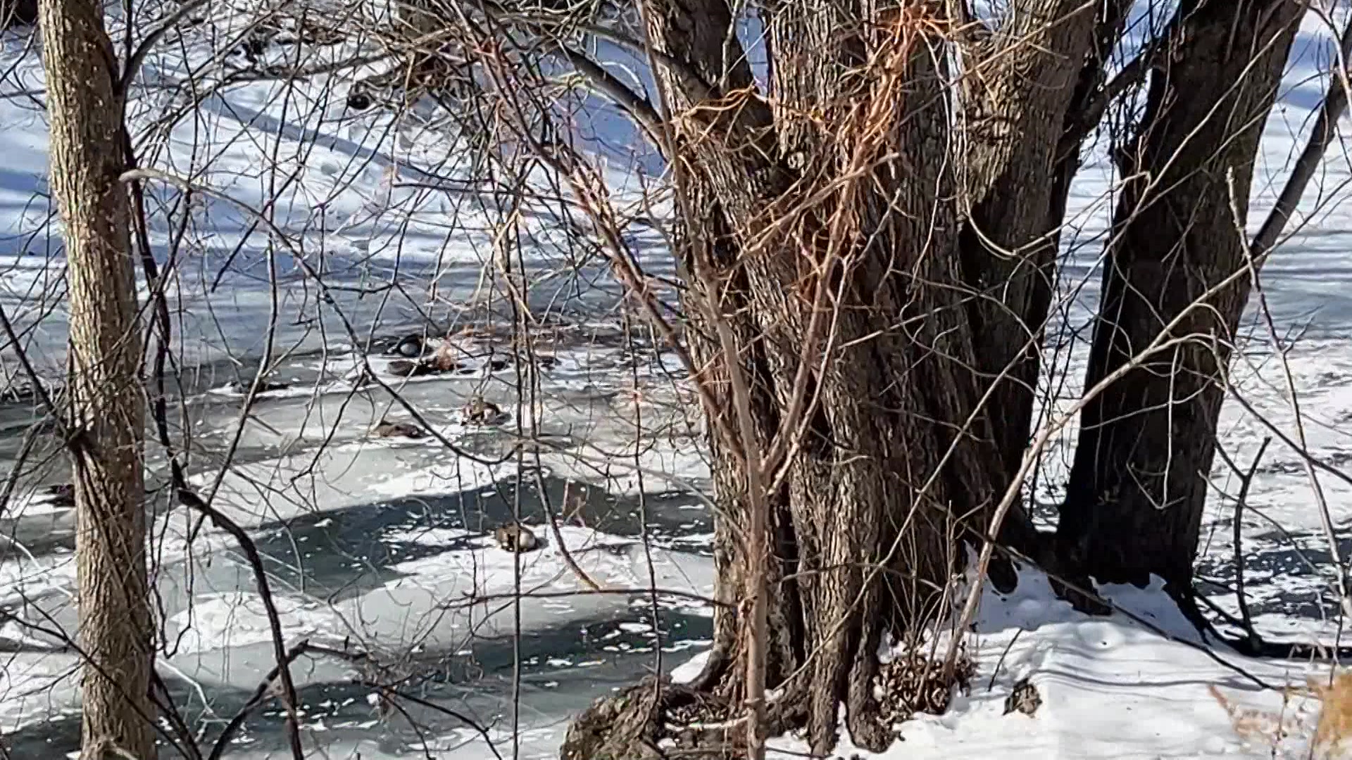 News 12 | Hudson Valley | Preliminary Tests Positive For Avian Flu In ...