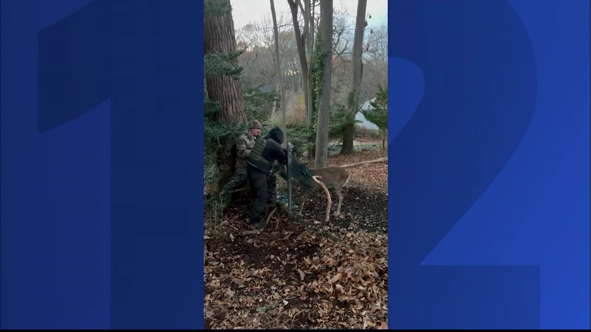 Strong Island Animal Rescue helps deer stuck in fence in South Setauket