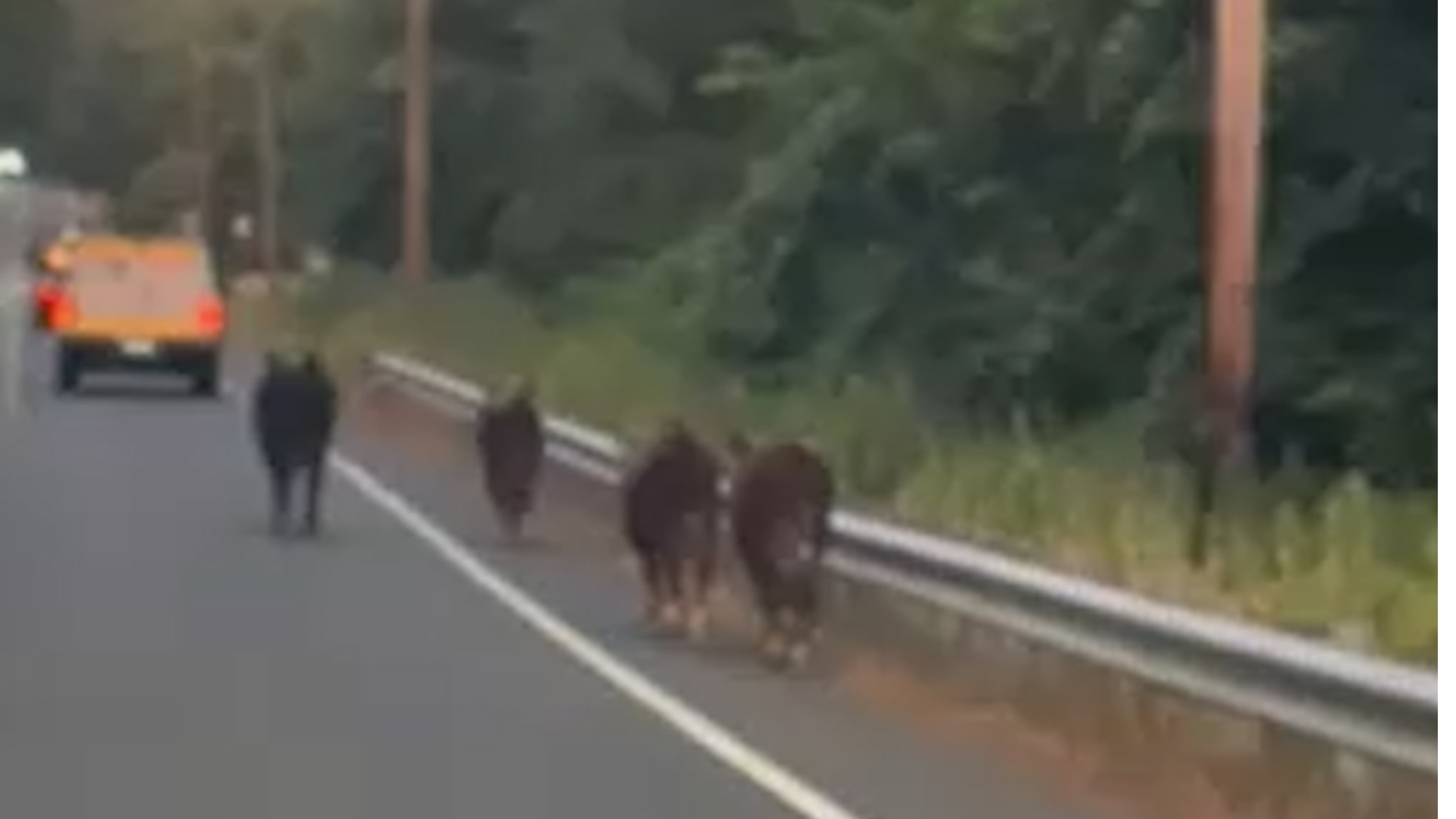 We’ve got cows! Video shows escaped cows running on Route 111 in Shelton