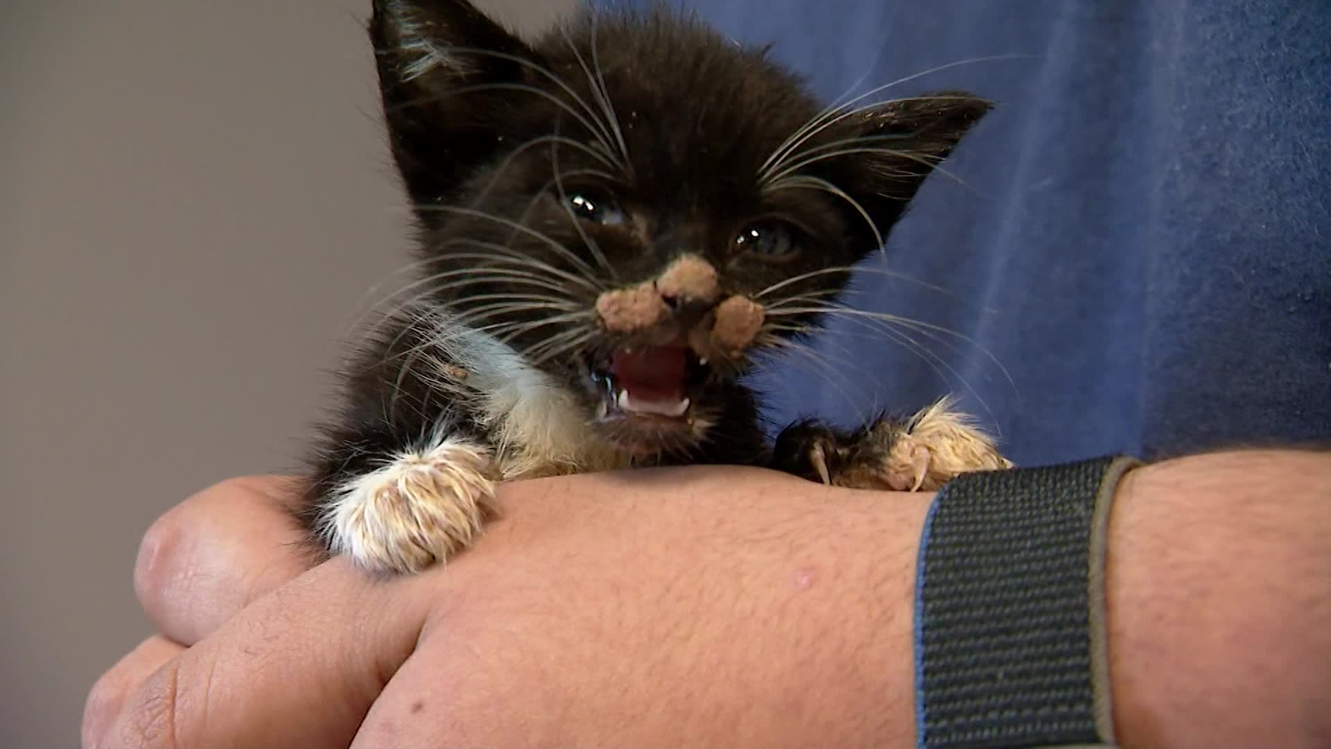 Police: 2 people arrested for stealing kitten from Milford Animal Control