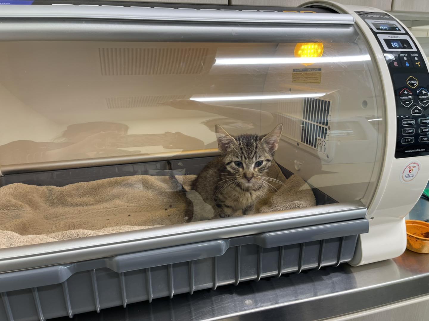 SPCA Westchester rescues more cats from Yorktown home where police ...