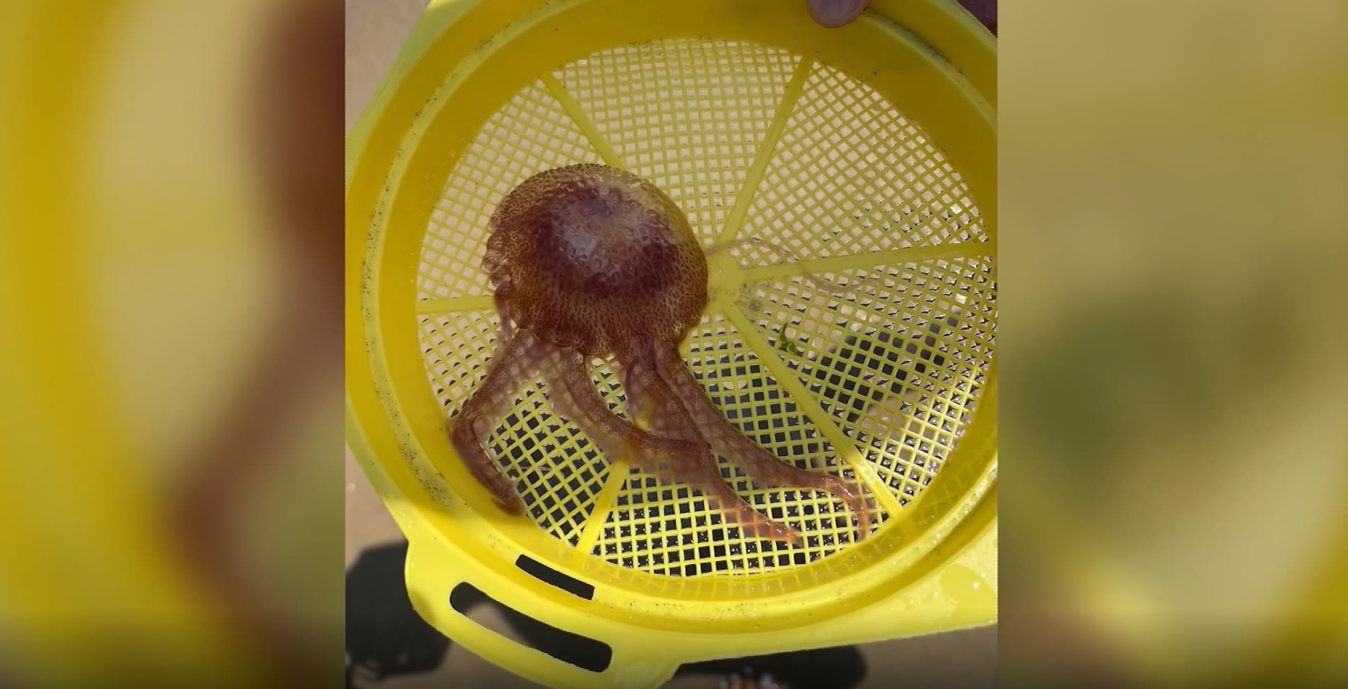 The mauve stinger: A rare jellyfish finding its way along Jersey Shore ...