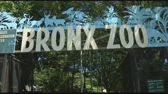 "The keepers are here.”- Bronx Zoo animals cared for during pandemic