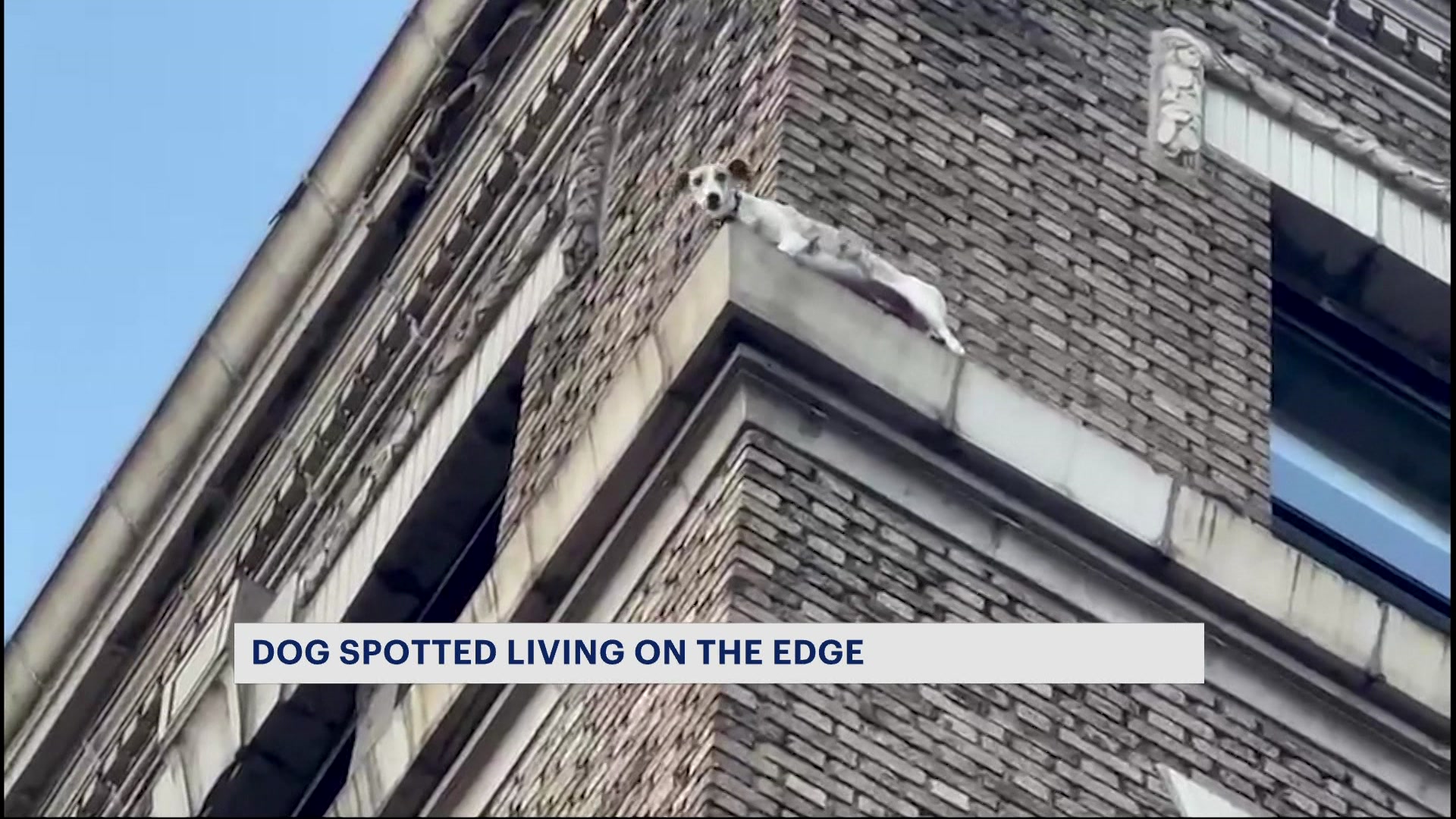 Dog spotted walking on ledge of Manhattan building