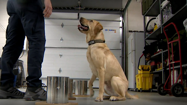 Stamford bomb squad welcomes new K-9 officer to unit