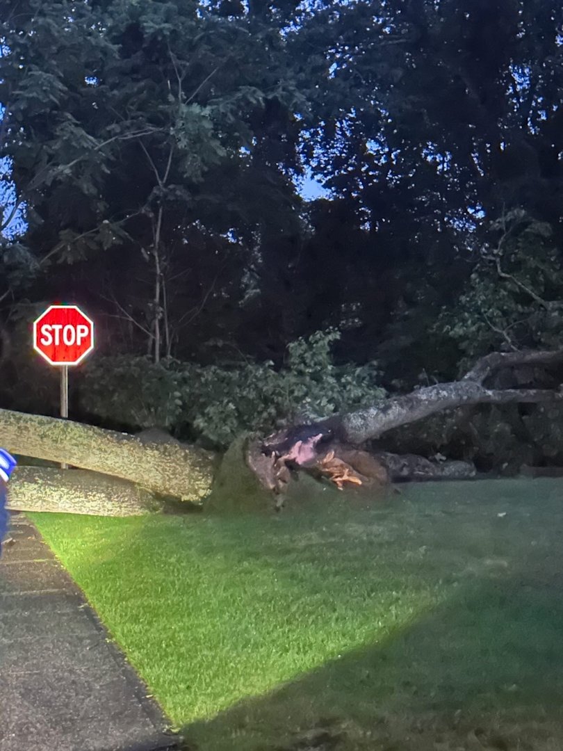 'The house shook': Tree down in Patchogue following overnight storms