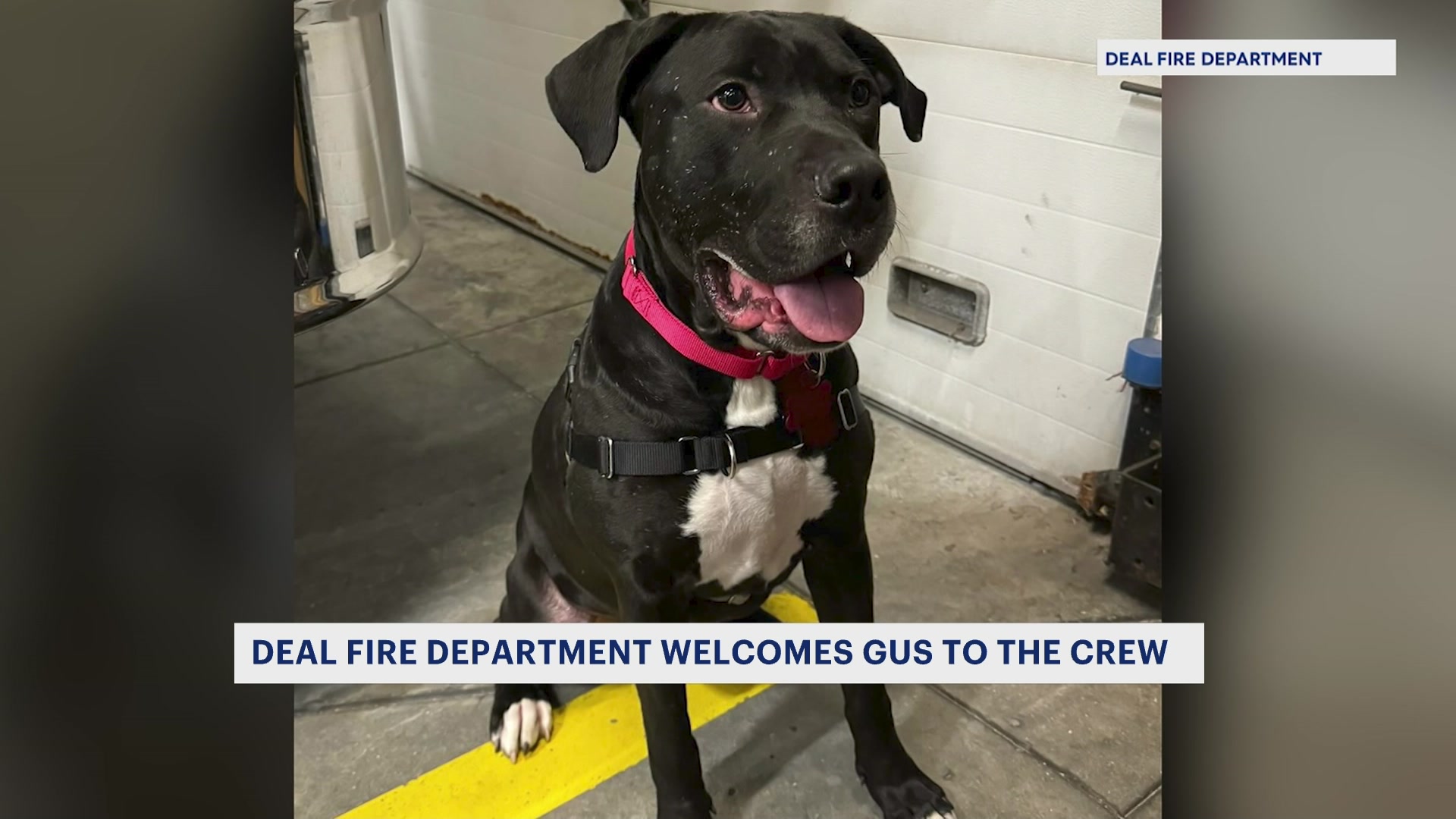 News 12 | Bronx | Deal Fire Department Welcomes New 4 Legged Friend Gus