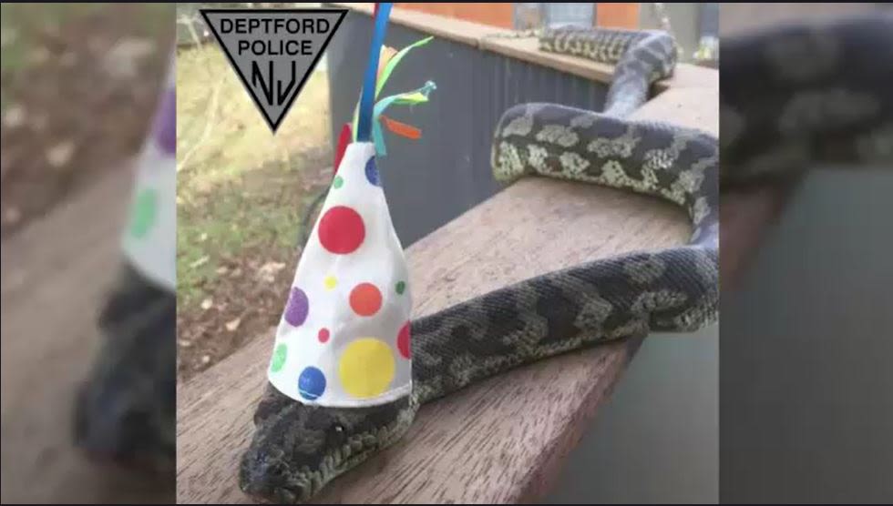 Police: 5-foot snake found inside Deptford home, now named ‘Julius ...