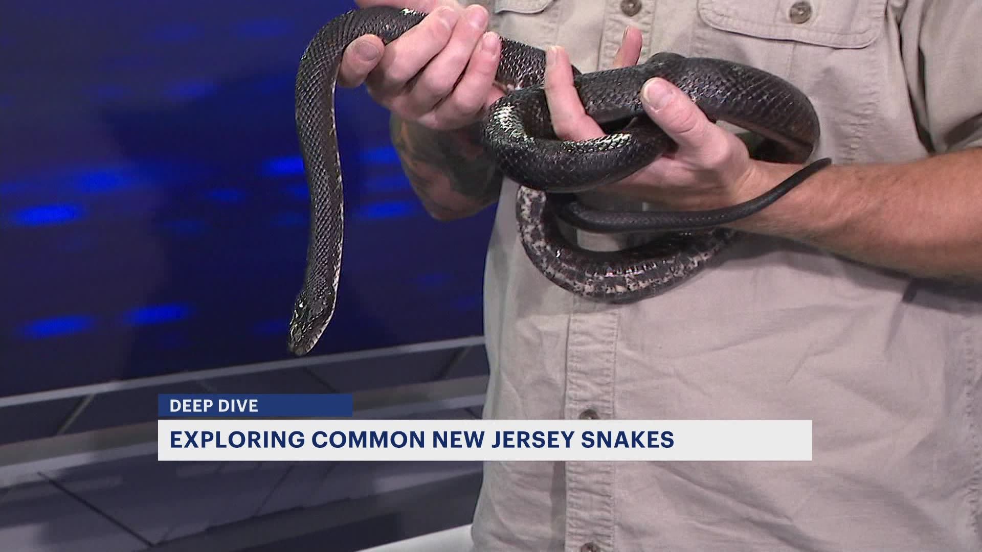 DEEP DIVE: Staying safe around snakes after NJ women bitten by venomous ...