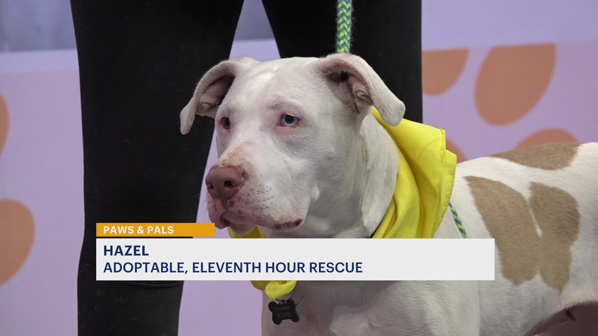 Paws & Pals: Hazel now up for adoption at Eleventh Hour Rescue