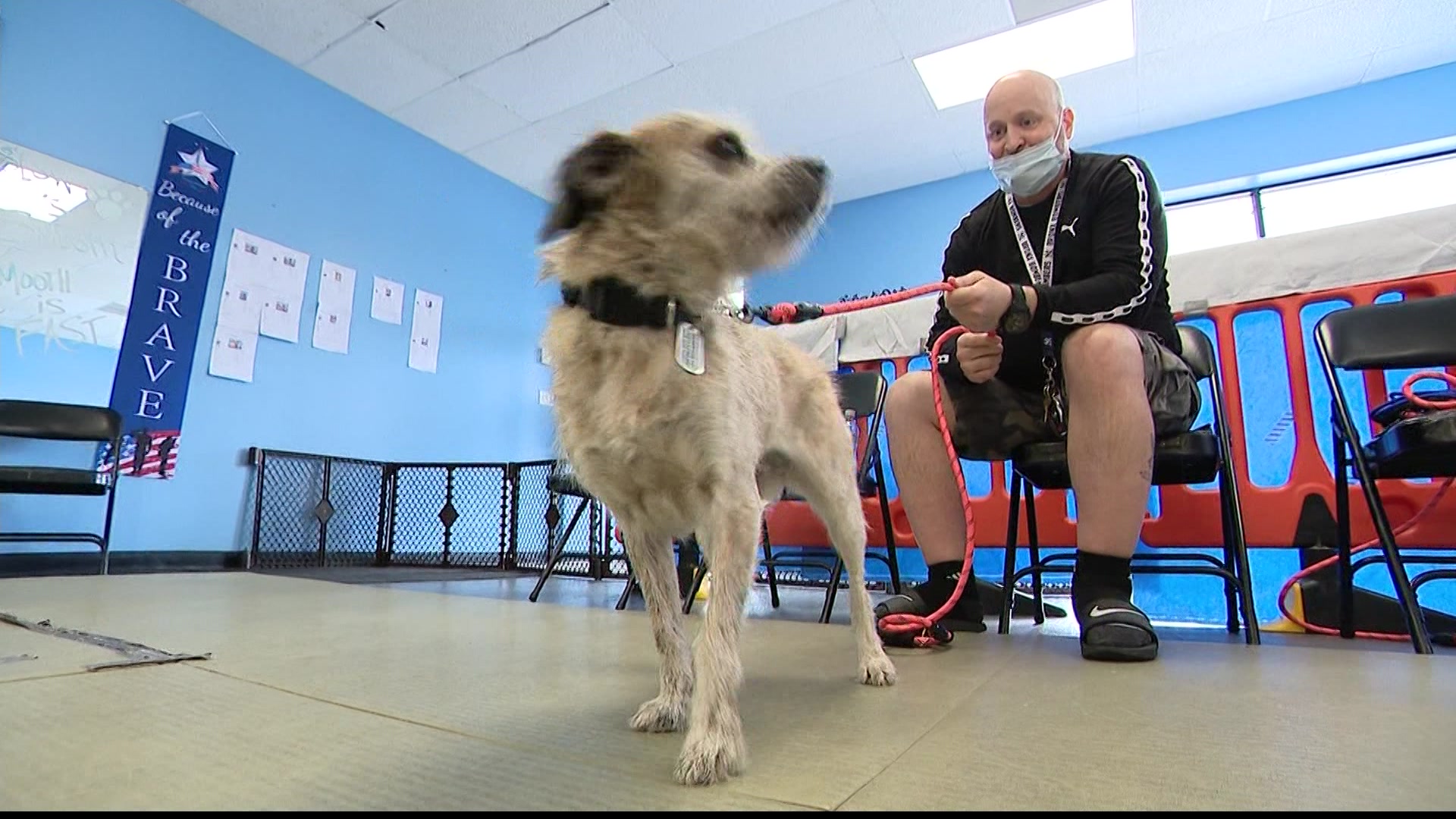 Paws of War matches service dogs with local heroes