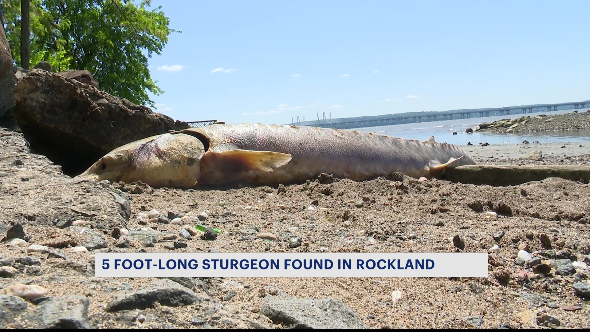 5-foot-long sturgeon washes ashore in Nyack