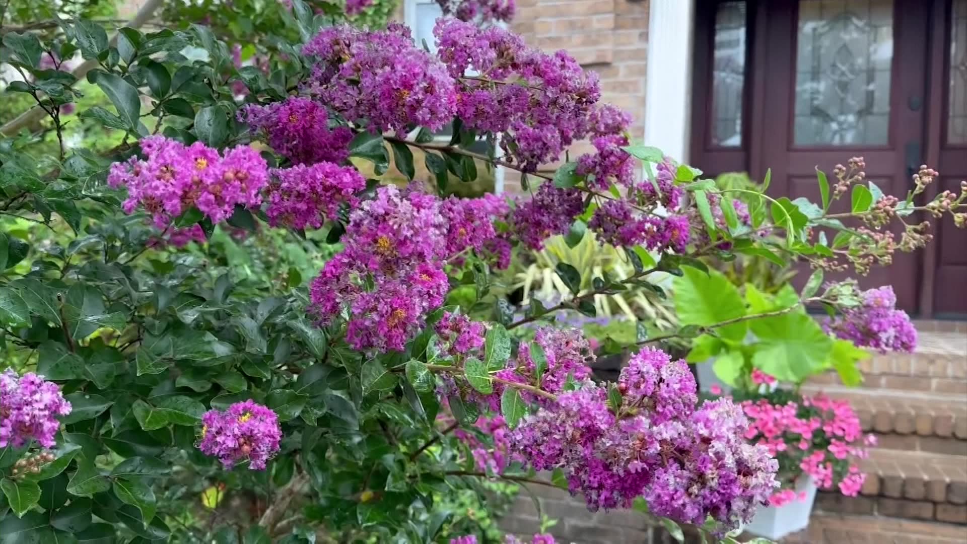 Garden Guide: 5 common garden problems (and how to solve them)