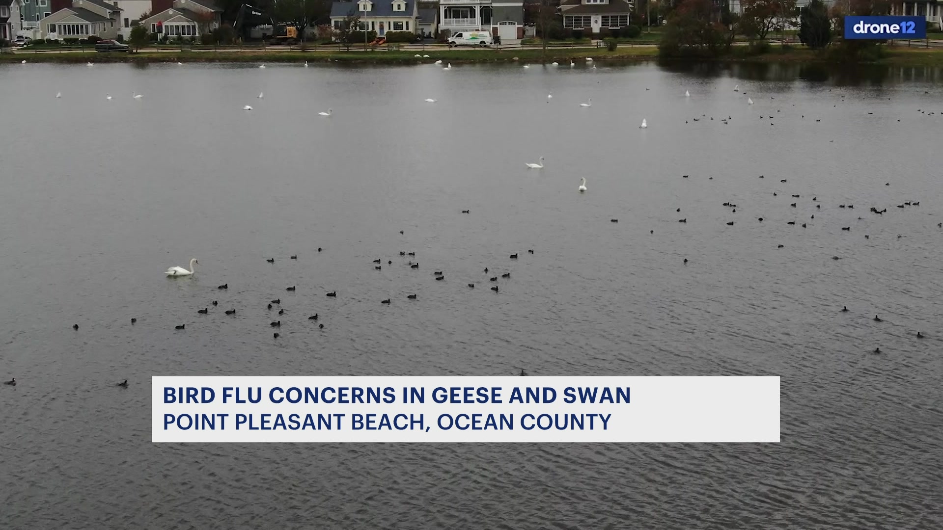 Bird flu decimates swan population at Point Pleasant Beach