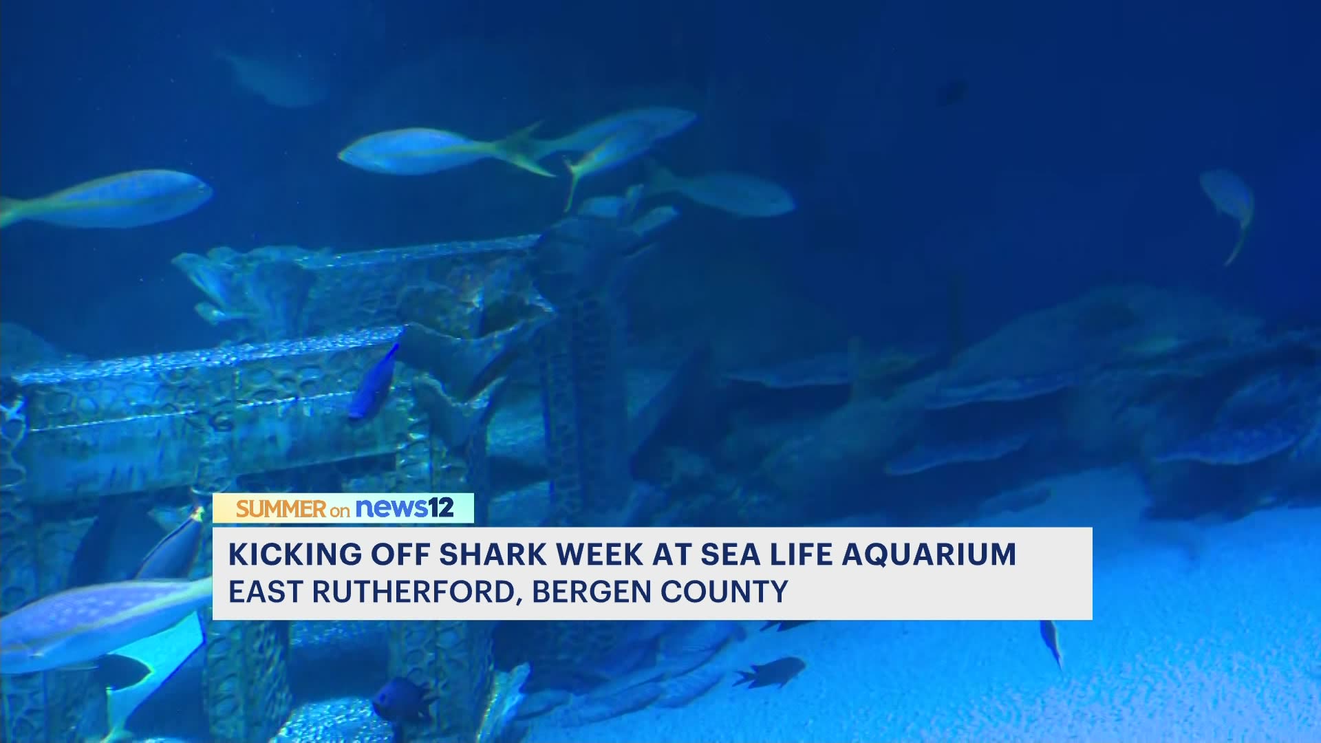Shark Week: See fish from all around the world at American Dream’s Sea ...