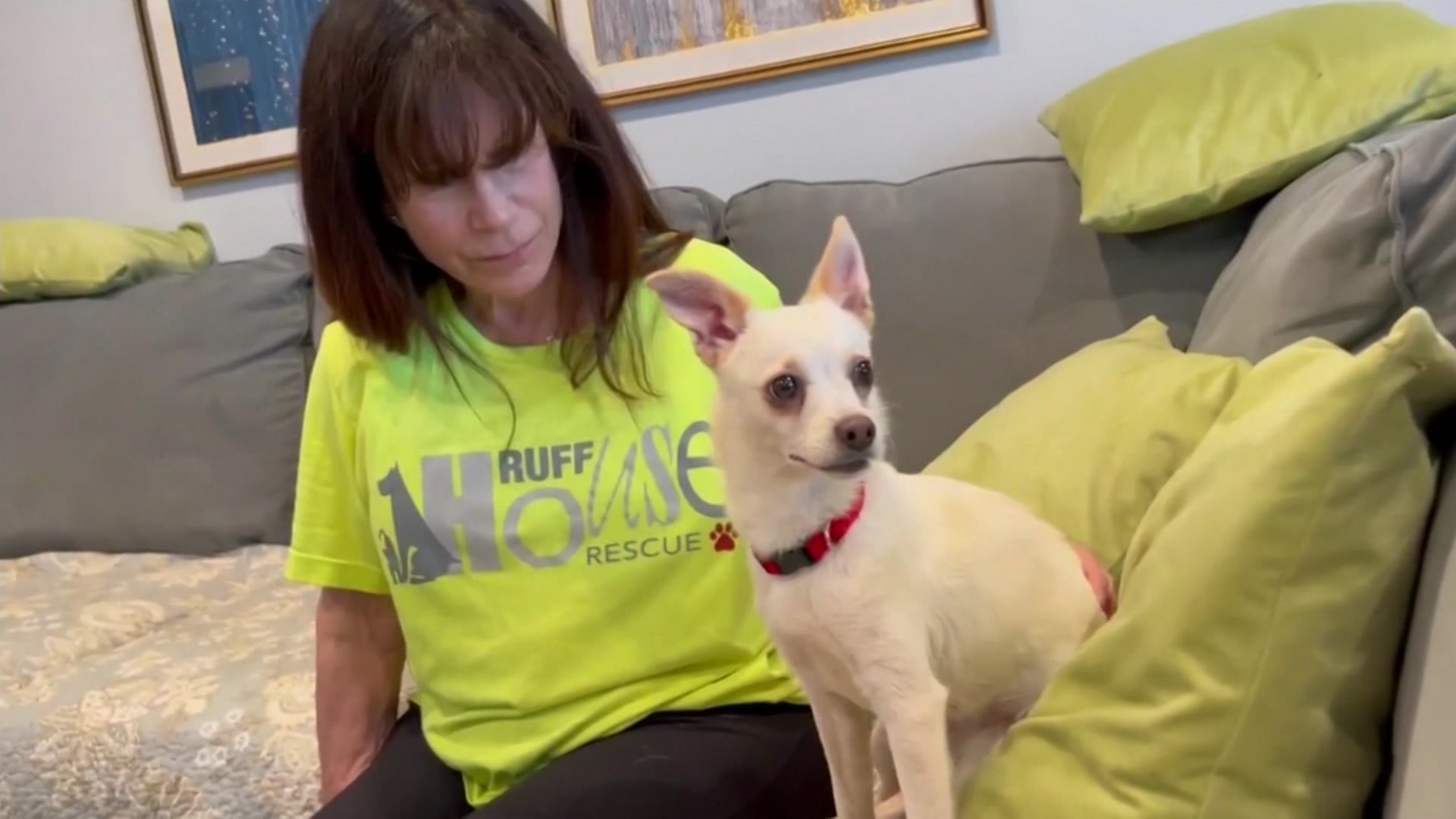 Paws & Pals: Dogs up for adoption at Ruff House Rescue on July 1