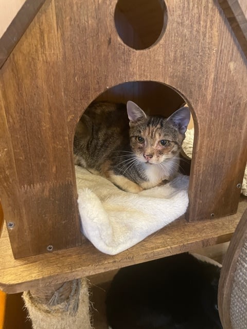 Paws & Pals: Cats up for adoption now at Catpurrccinos/Feral to Family ...